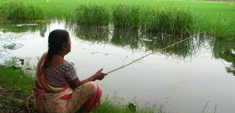 State Govt helping farmers do organic fish farming in farmlands – All ...